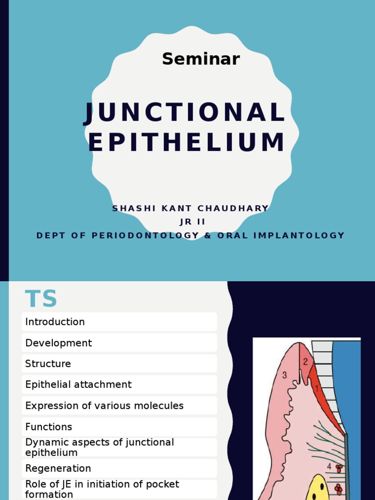 junctional epithelium | Epithelium | Cell Adhesion