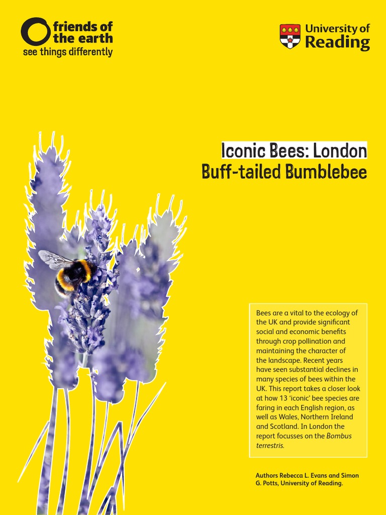 Iconic Bees: London Buff-Tailed Bumblebee: Terrestris | PDF | Bumblebee ...