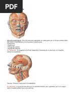 Origen e inserción del músculo occipitofrontal | PDF | Anatomía ...