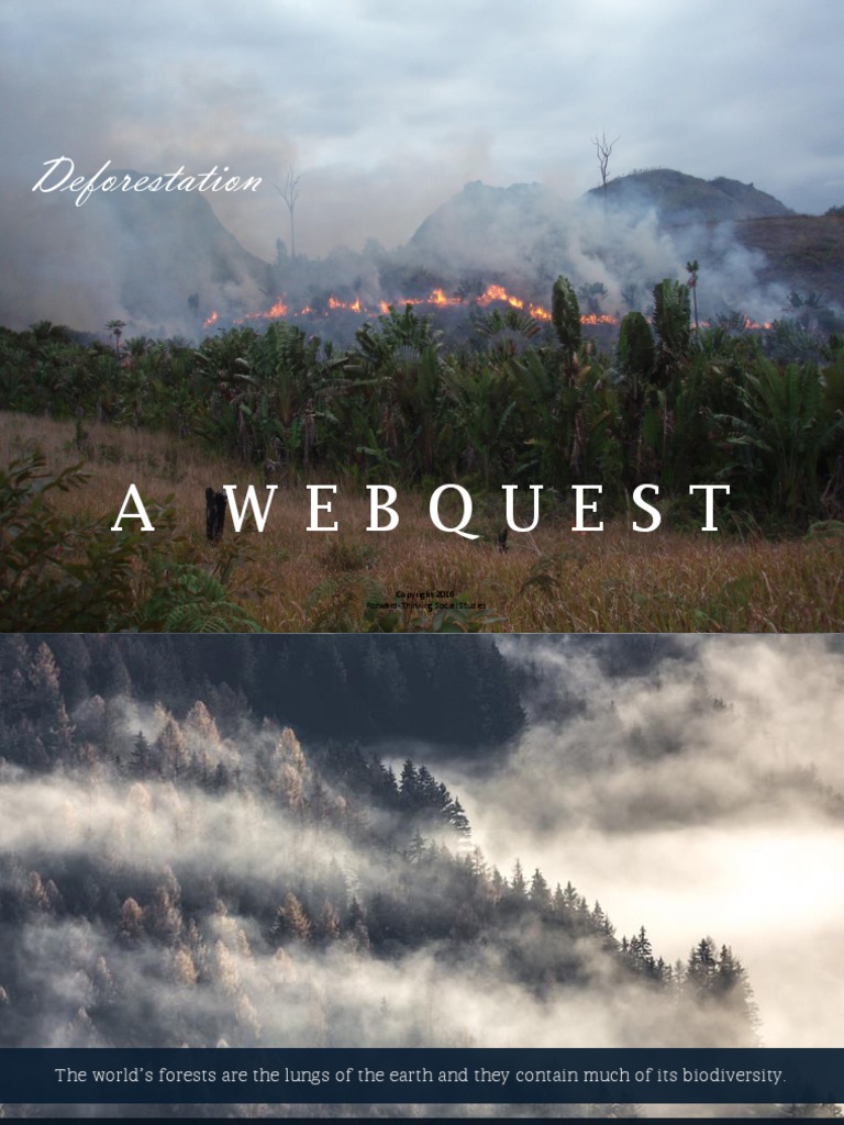 deforestation webquest