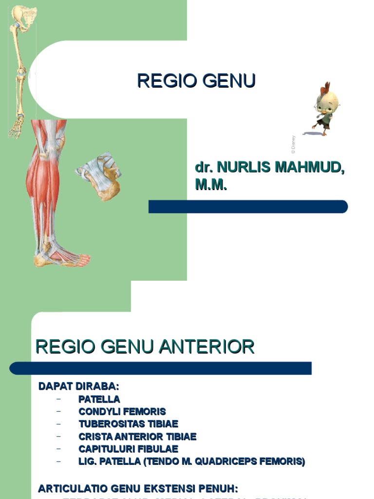 Regio Genu | PDF