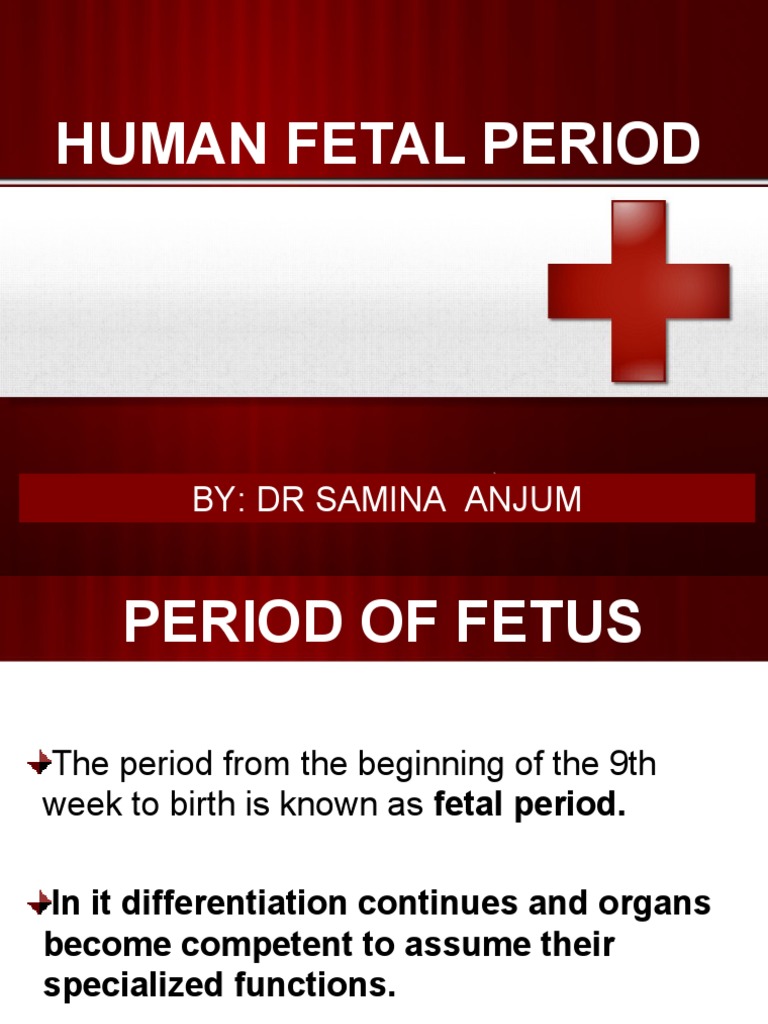 Fetal Development Stages and Growth | PDF | Anatomy | Prenatal Development