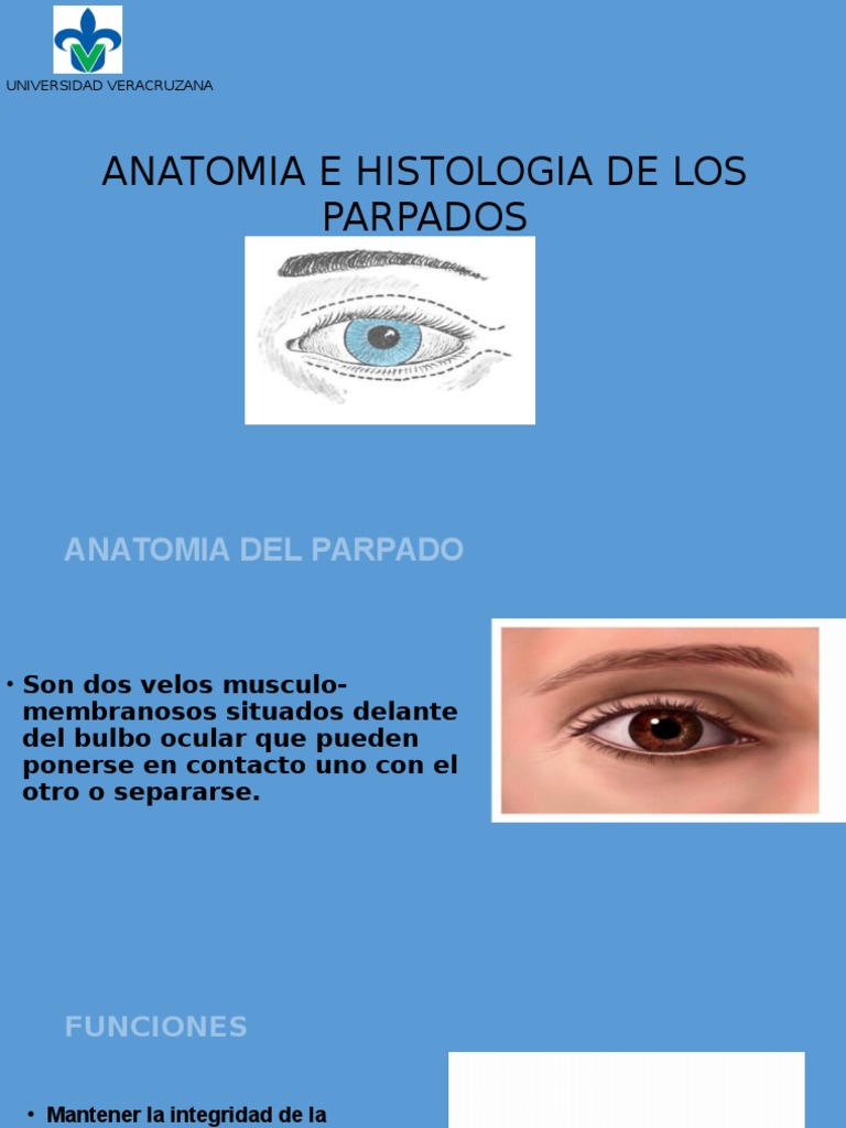 Anatomía y funciones del párpado | PDF | Epidermis | Órganos sensoriales