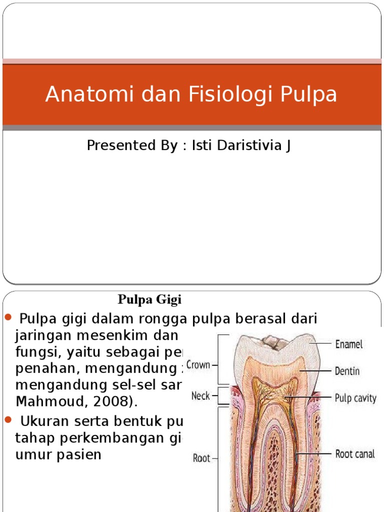 Anatomi Dan Fisiologi Pulpa | PDF