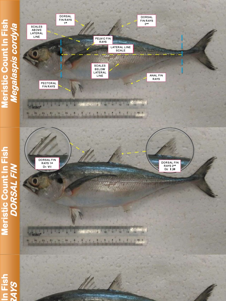Meristic Count Data for Two Fish Species: Rastrelliger kanagurta and ...