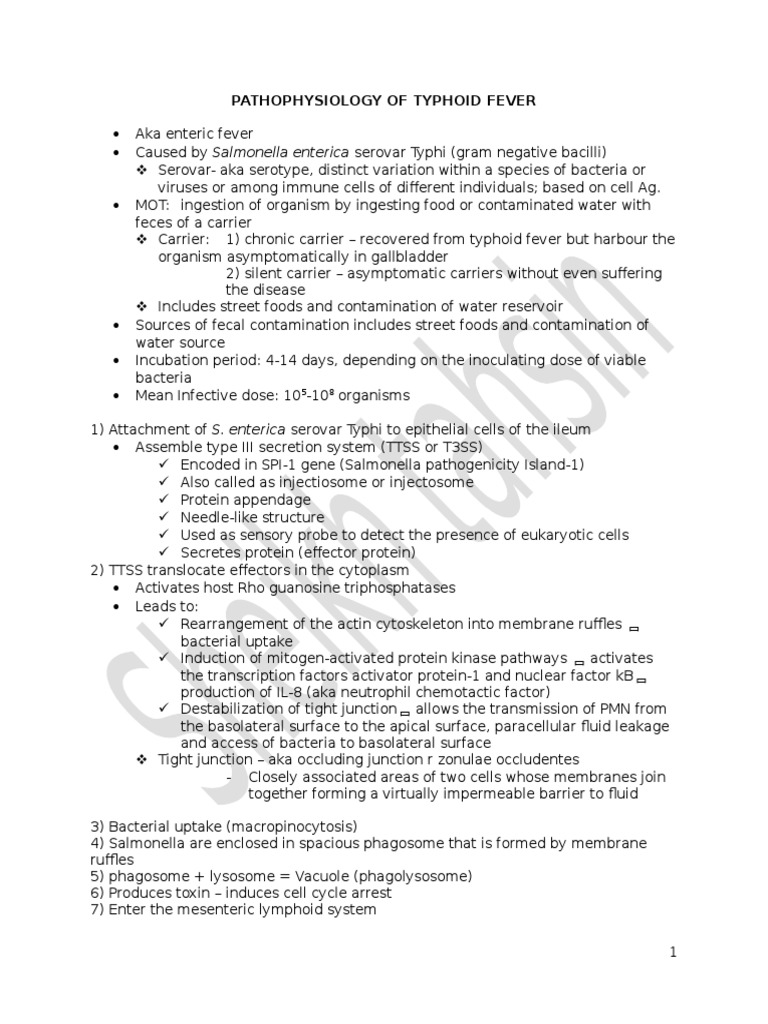 Pathophysiology of Typhoid Fever | PDF | Salmonella | Lymphatic System