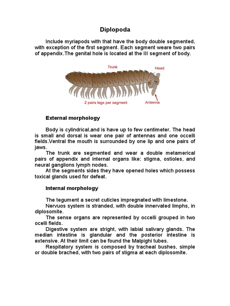 Diplopoda | Animal Anatomy | Animal Physiology