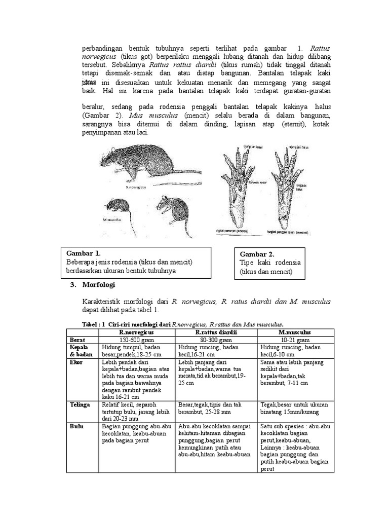 Morfologi Tikus | PDF