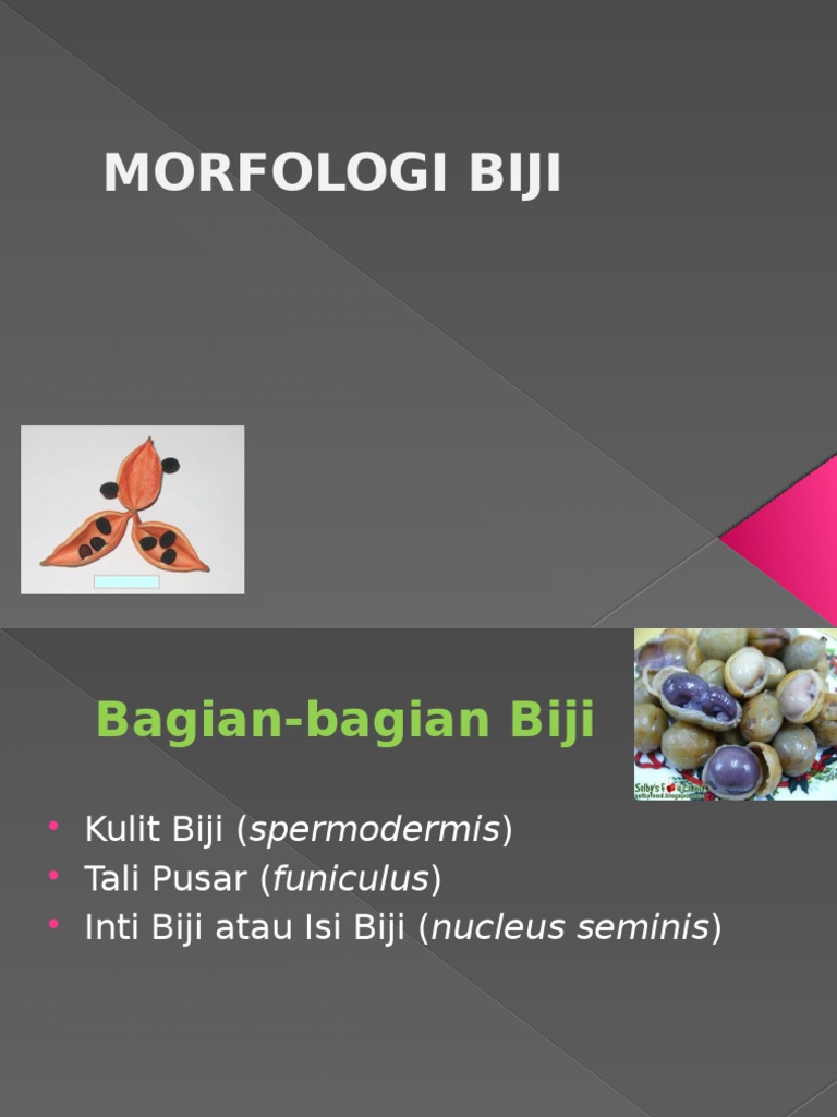 Struktur dan Fungsi Biji | PDF | Griya & Taman | Kesehatan Holistik