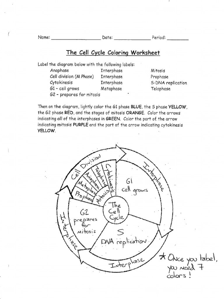 Mitosis Coloring Worksheet