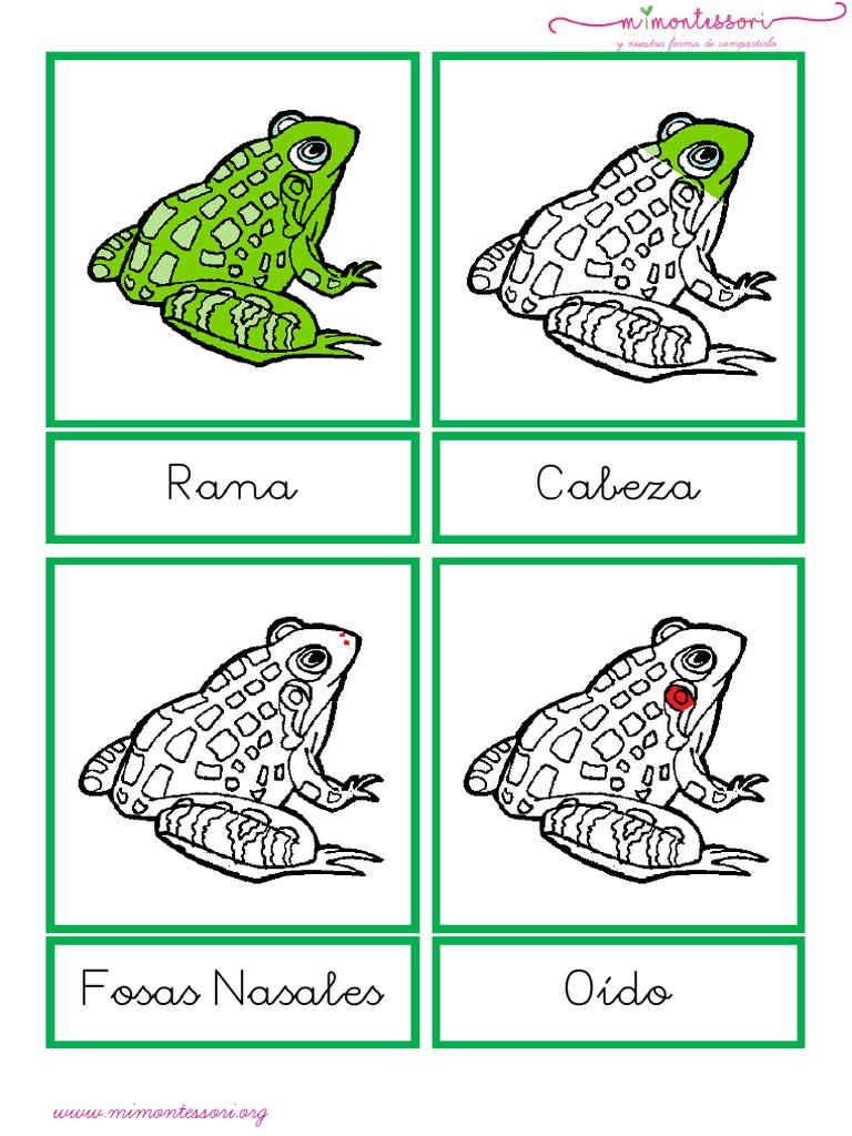 Anatomc3ada de La Rana Letra Ligada | PDF