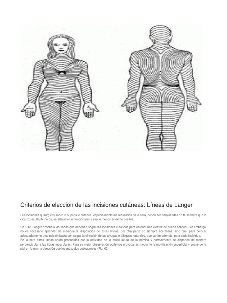 Lineas de Langer | PDF | Piel | Cicatriz