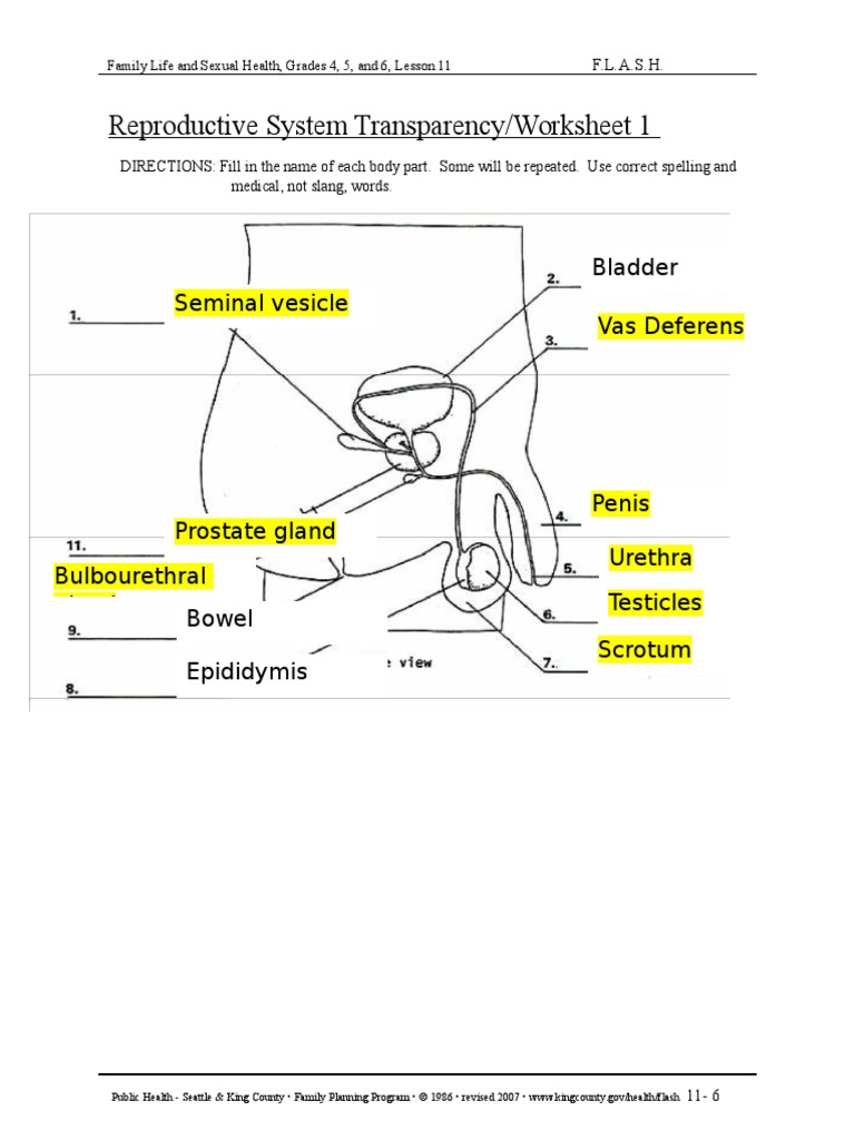 Label Reproductive Systems - Questions | PDF | Reproductive System | Pelvis