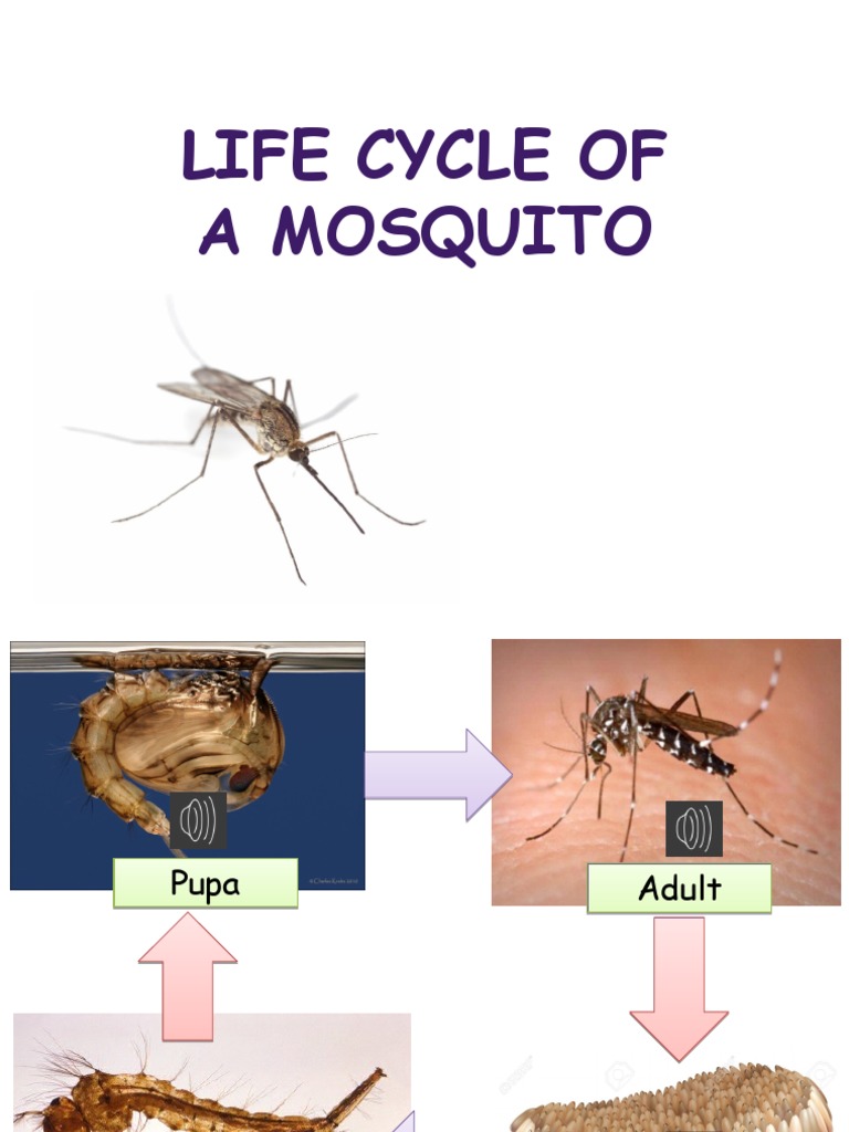 Mosquito Life Cycle | PDF | Mosquito | Insects And Humans