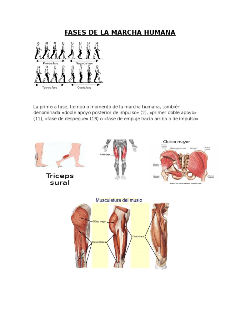 Fases de La Marcha Humana | PDF