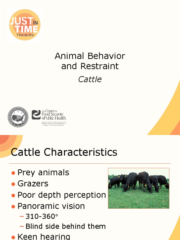 08 Animal Behavior Restraint Cattle JIT PPT FINAL | PDF | Cattle ...