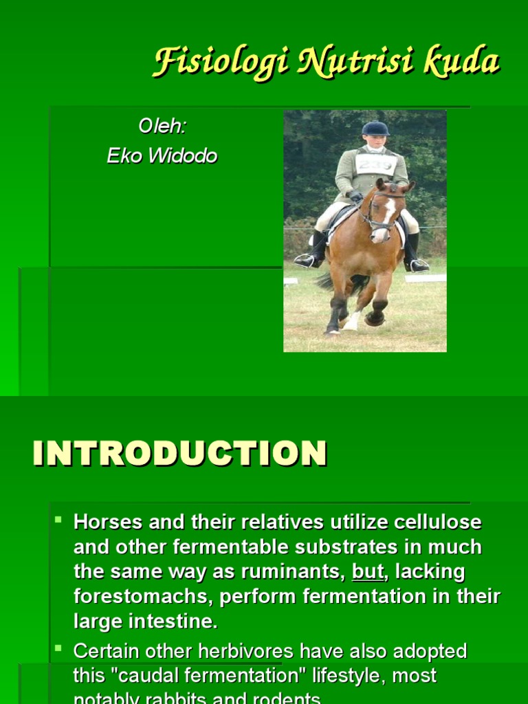 Pencernaan Kuda | PDF | Ruminant | Digestion