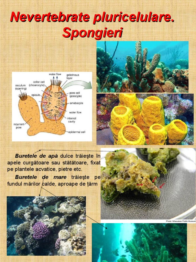2 Spongieri | PDF