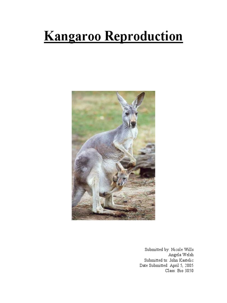 Kangaroo Reproduction | Marsupials | Vagina