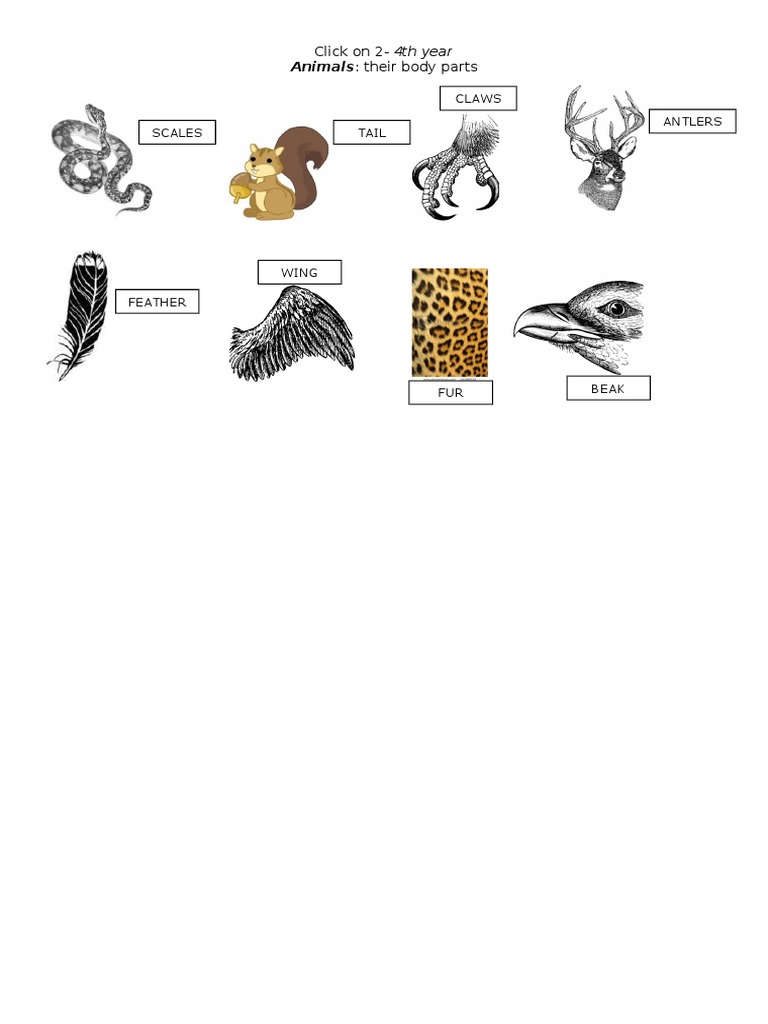 Animals Body Parts | PDF