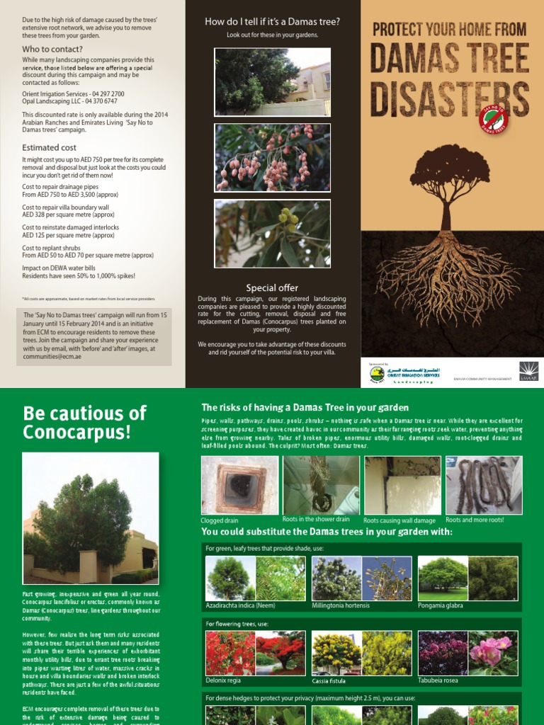 Damas Tree | Trees | Botany
