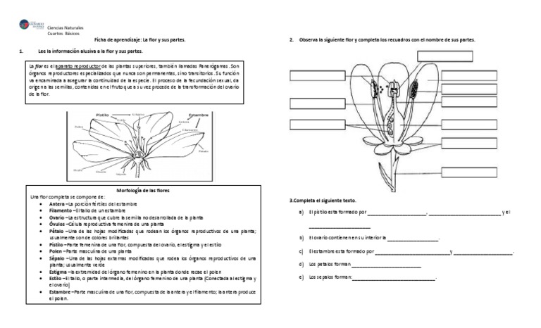 Hoja De Trabajo Sobre Las Partes De Una Flor En Formato Pdf Partes De