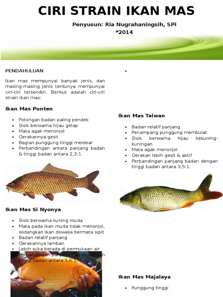 Ciri-Ciri Berbagai Jenis Ikan Mas | PDF | Kesehatan Holistik | Sains ...