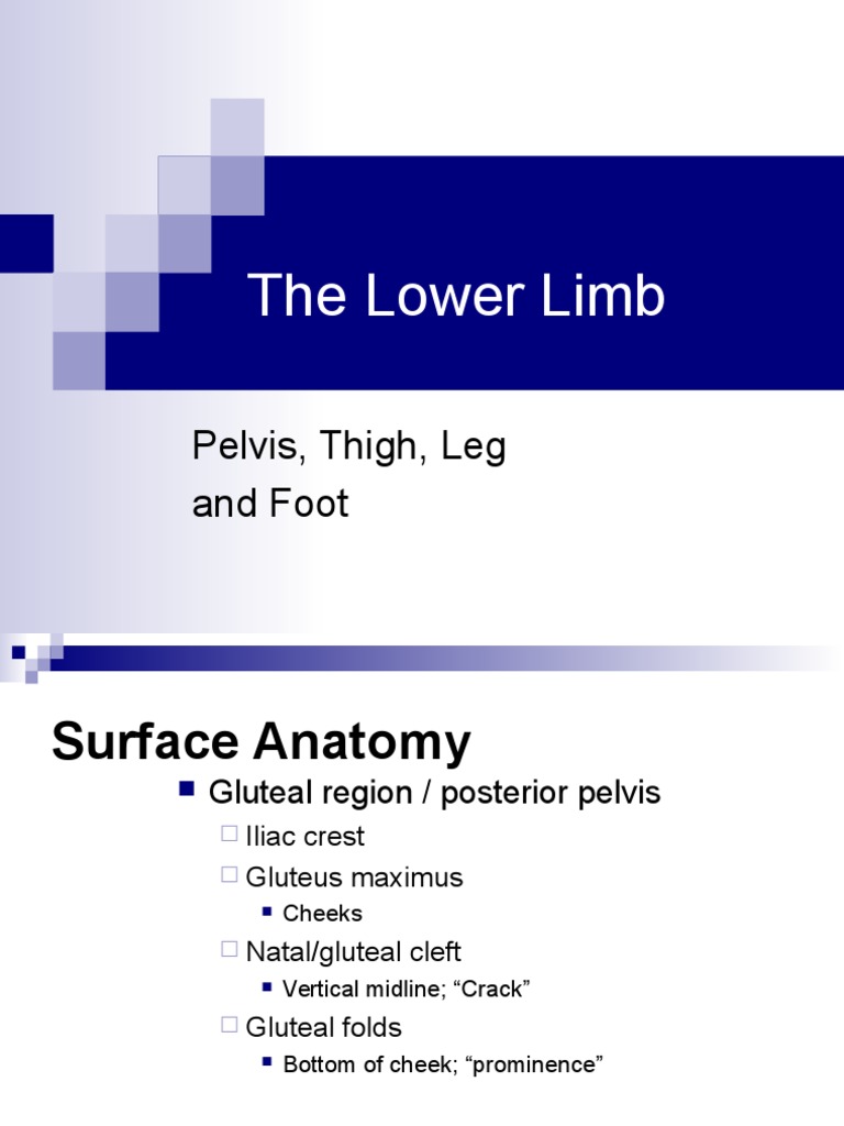 Lower Limb Anatomy Overview | PDF | Foot | Human Leg