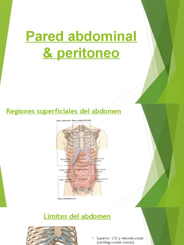Pared Abdominal & Peritoneo | Abdomen | Anatomía