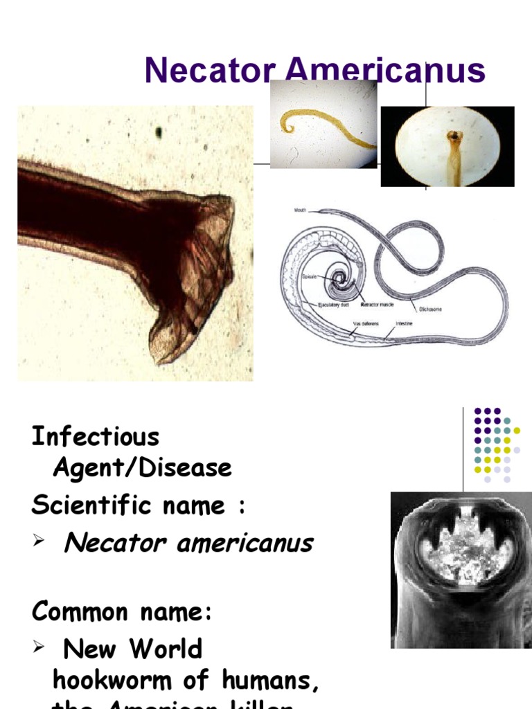 Necator Americanus | PDF | Human Feces | Diseases And Disorders