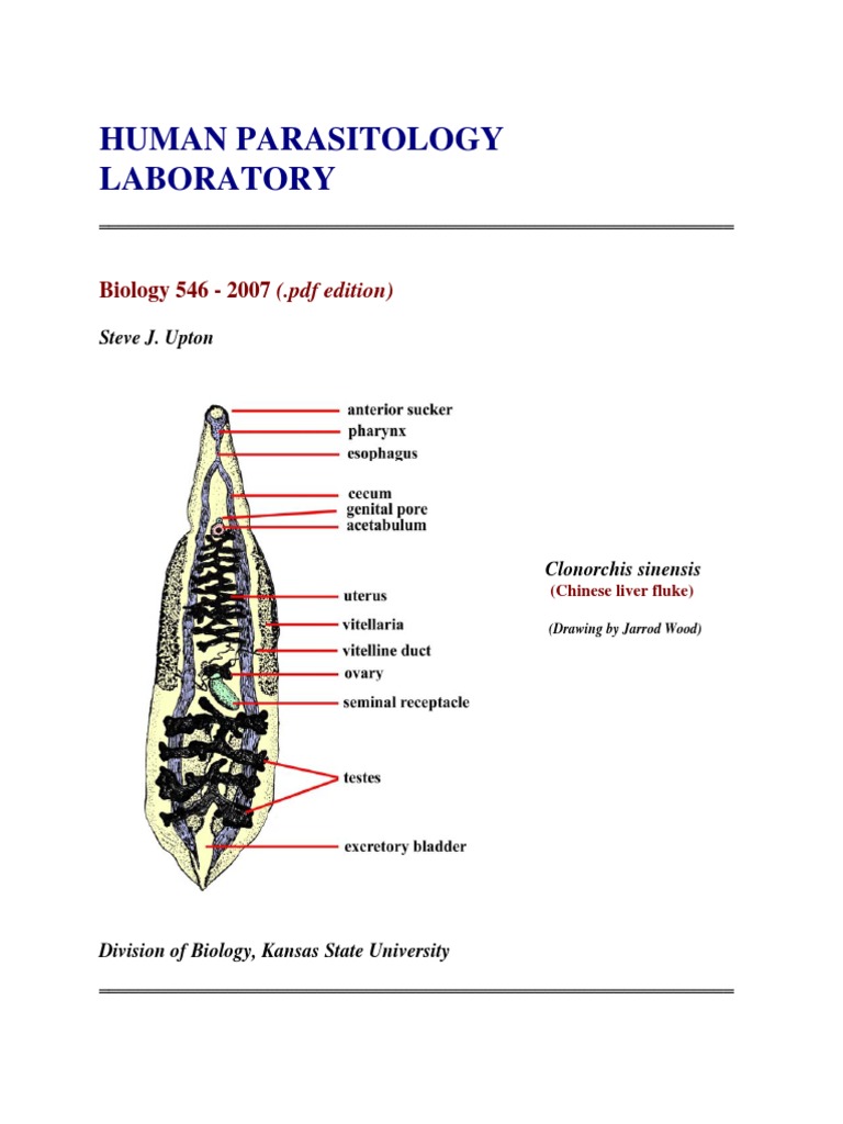 Human Parasitology Laboratory: Biology 546 - 2007 (.PDF Edition) | PDF ...