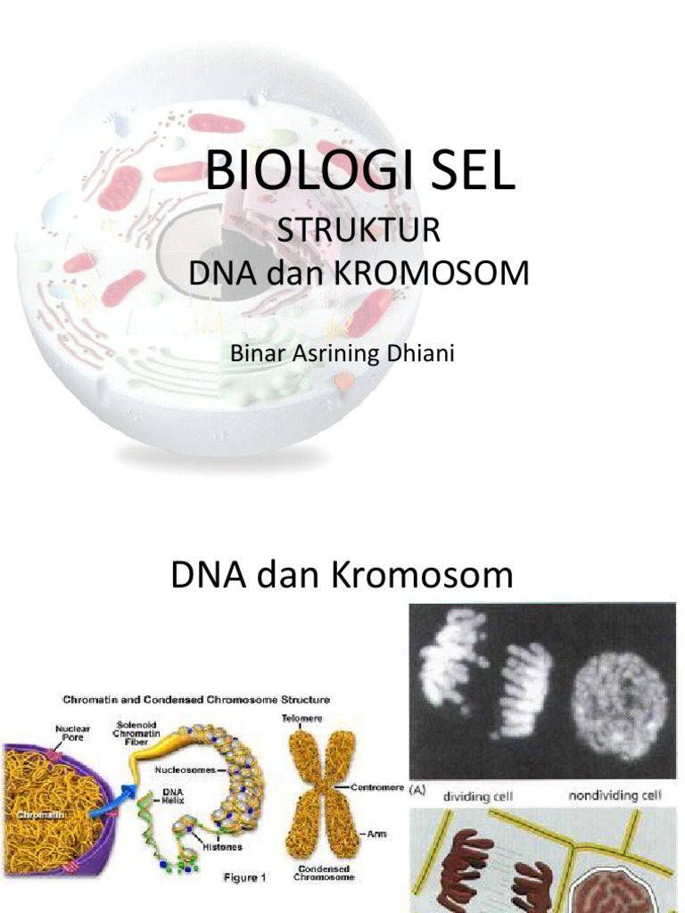 Struktur dan Fungsi Kromosom dan DNA | PDF