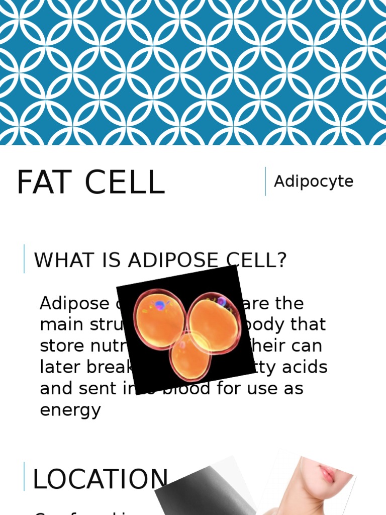 Adipocyte Structure and Function | PDF
