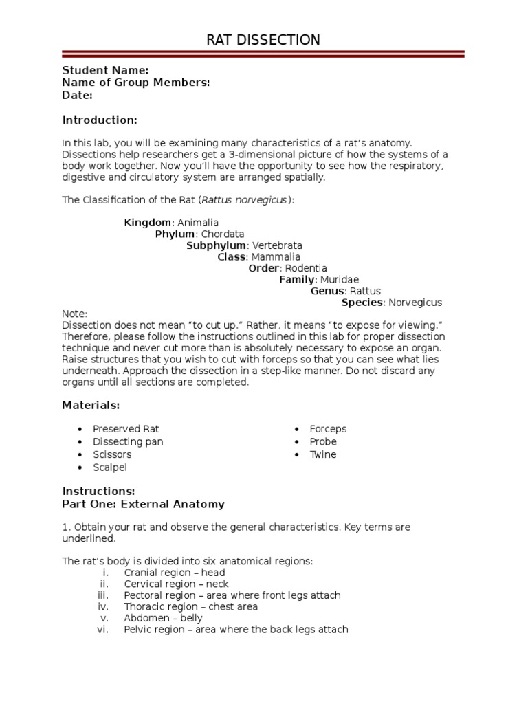 Rat Dissection Student Version | PDF | Small Intestine ...
