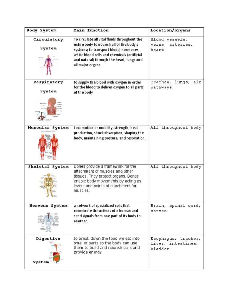 Body Systems Overview and Functions | PDF | Human Body | Circulatory System