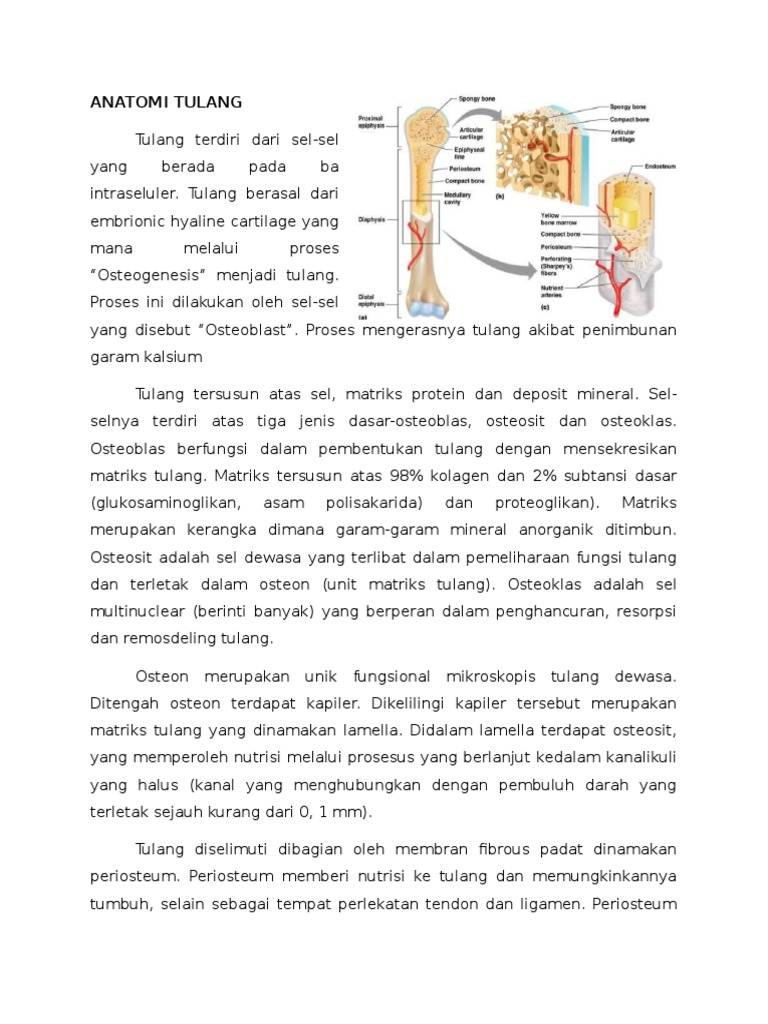 Anatomi Femur | PDF