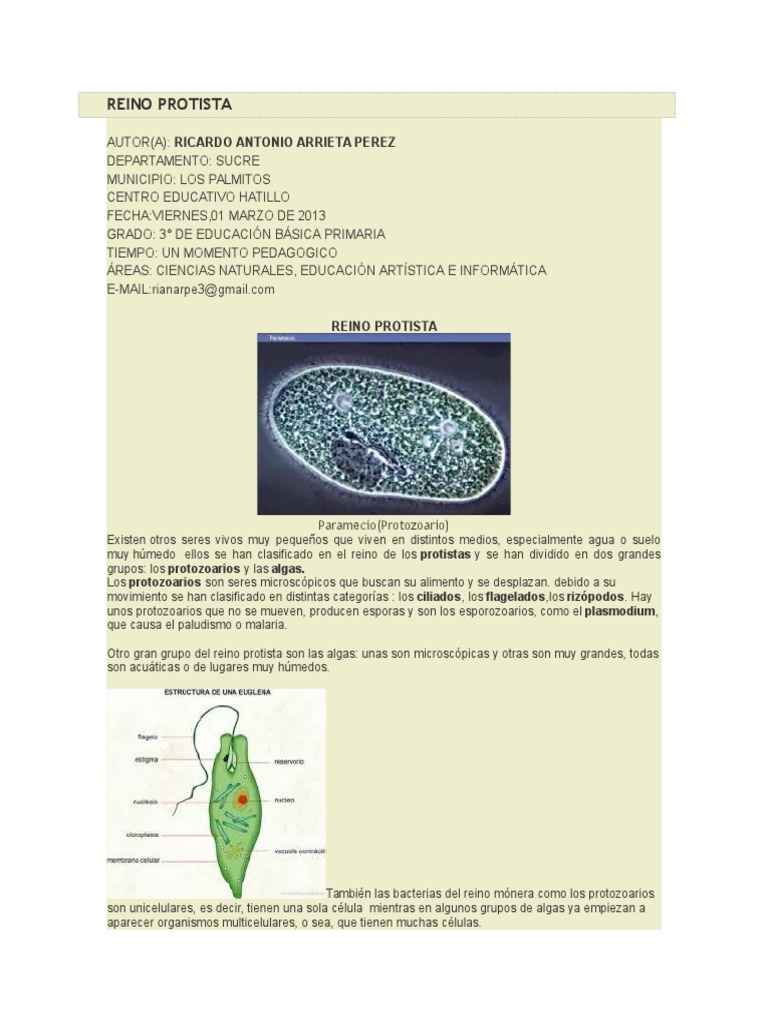 Estructura y Clasificación del Reino Protista | PDF | Algas | Plantas