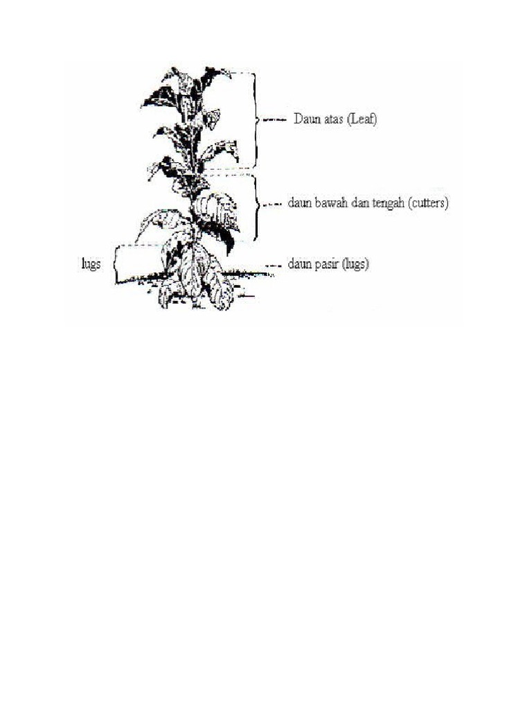 Struktur Tanaman Tembakau | PDF