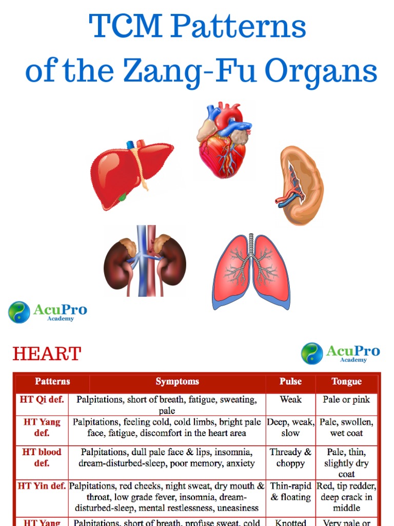 TCM Patterns of the Zang-Fu Organs | PDF