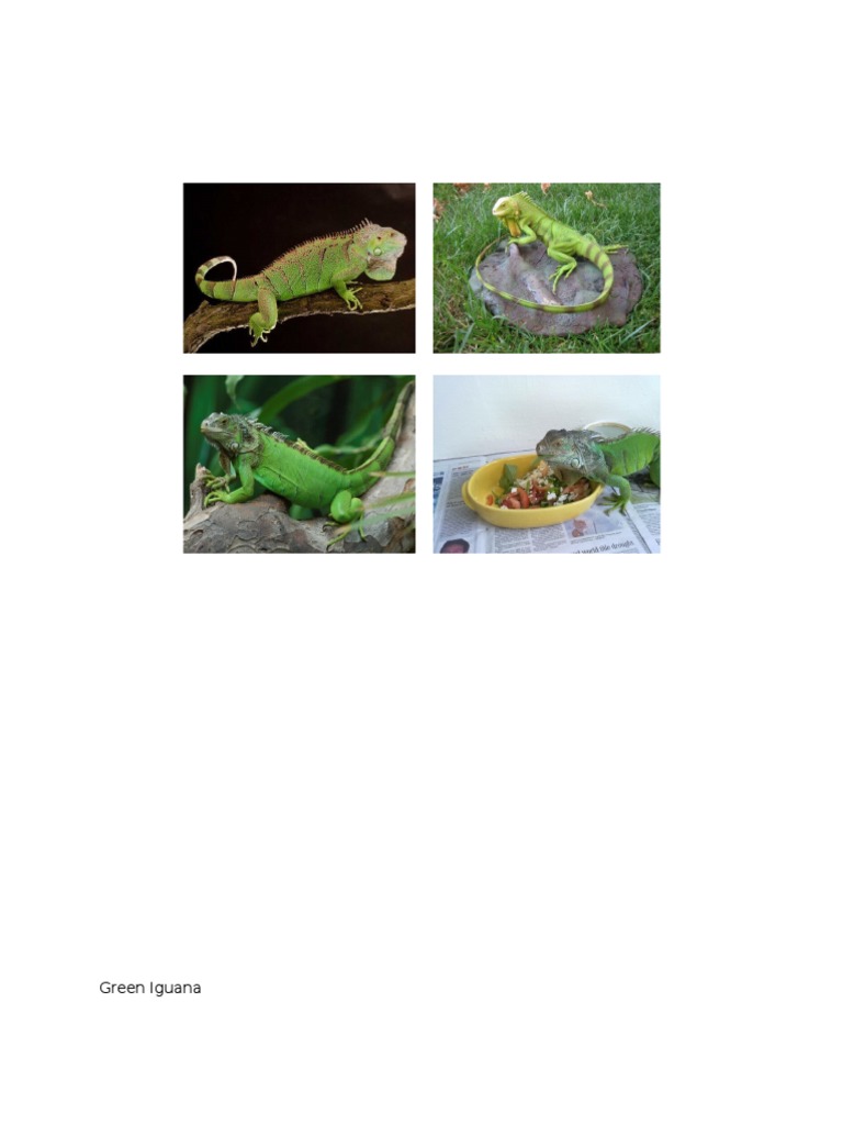 Green Iguana | PDF | Organisms | Nature