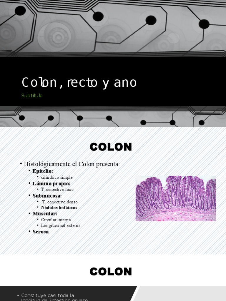 Colon, recto y ano.pptx | Recto | Epitelio