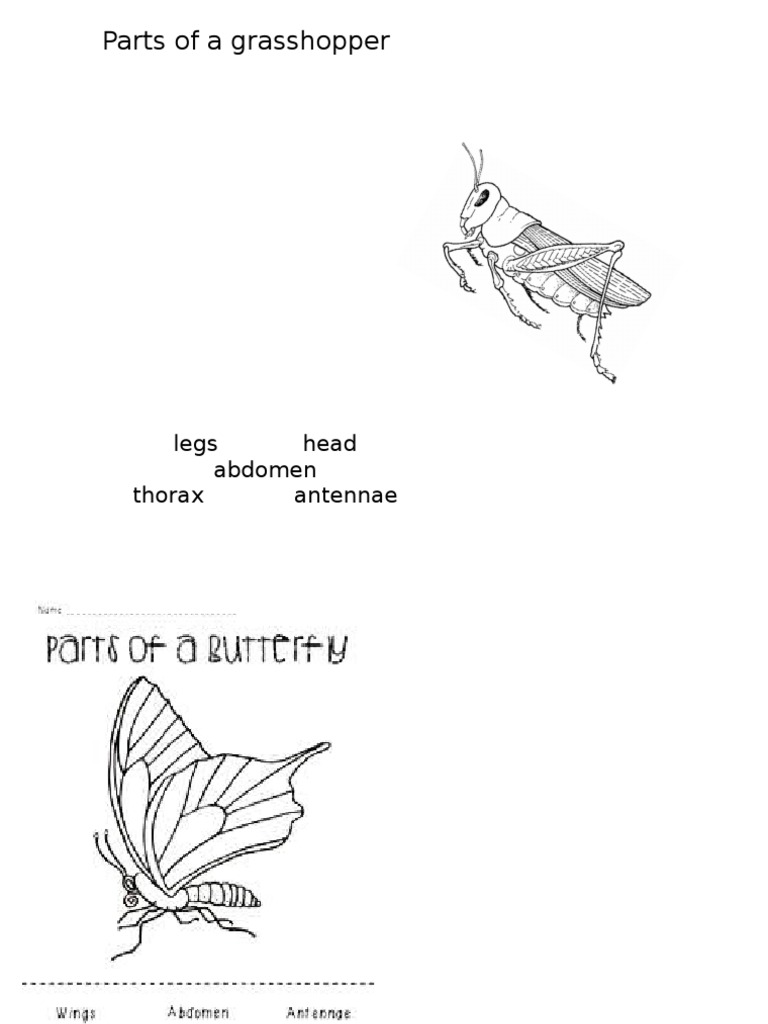 Parts of A Grasshopper: Legs Head Abdomen Thorax Antennae | PDF