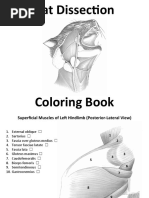 Labeled Cat Muscle Anatomy Diagrams | PDF