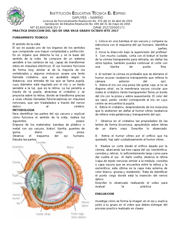 Hoja De Trabajo De Disección Del Ojo 1 UNIVERSIDAD AUTÓNOMA