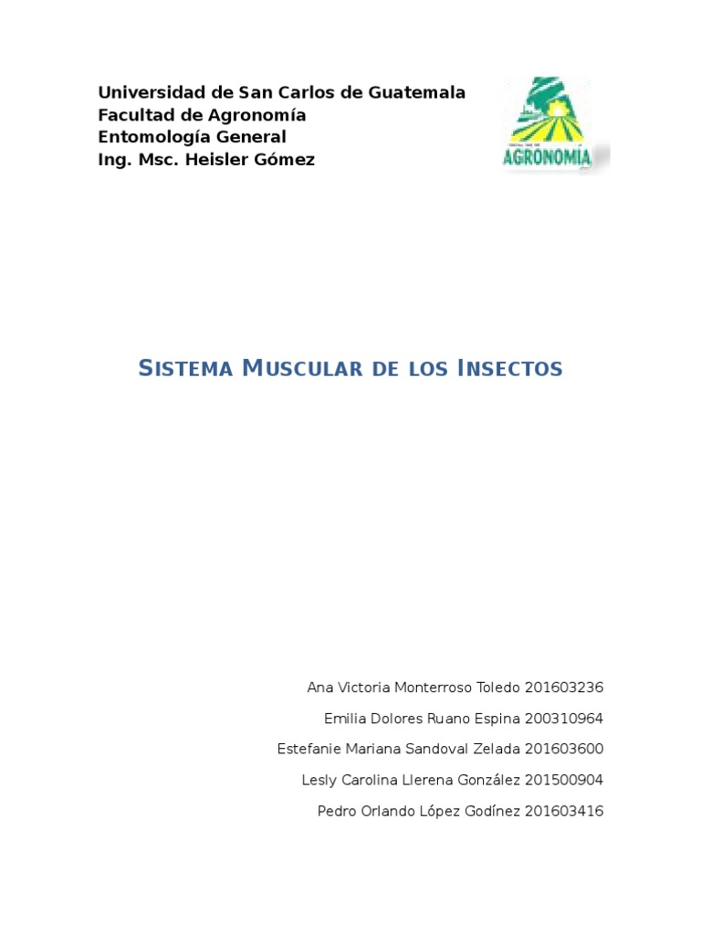Sistema muscular de los insectos | PDF | Músculo | Insectos