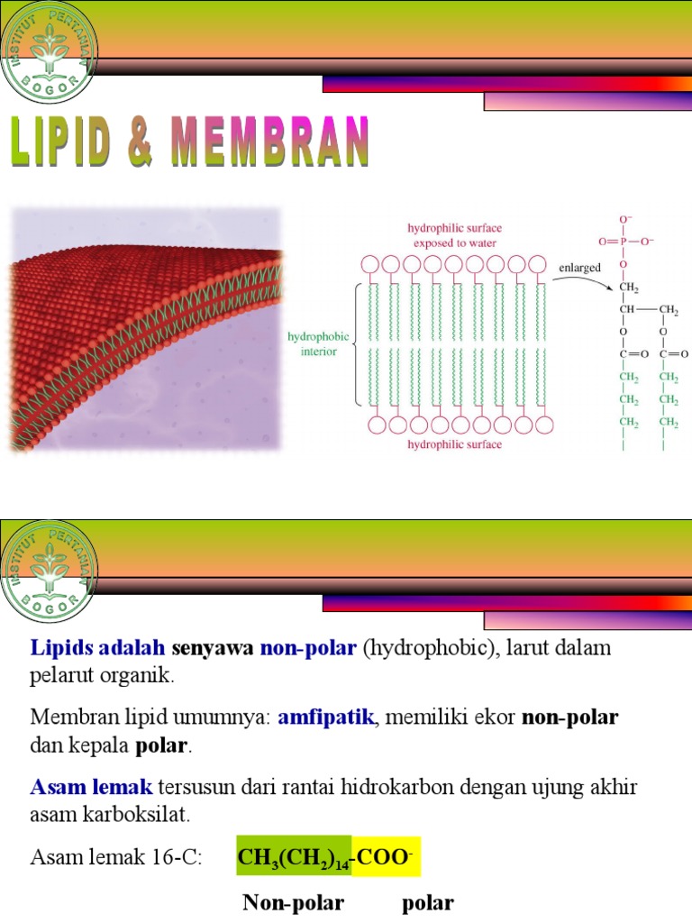 Struktur dan Fungsi Lipid Membran | PDF