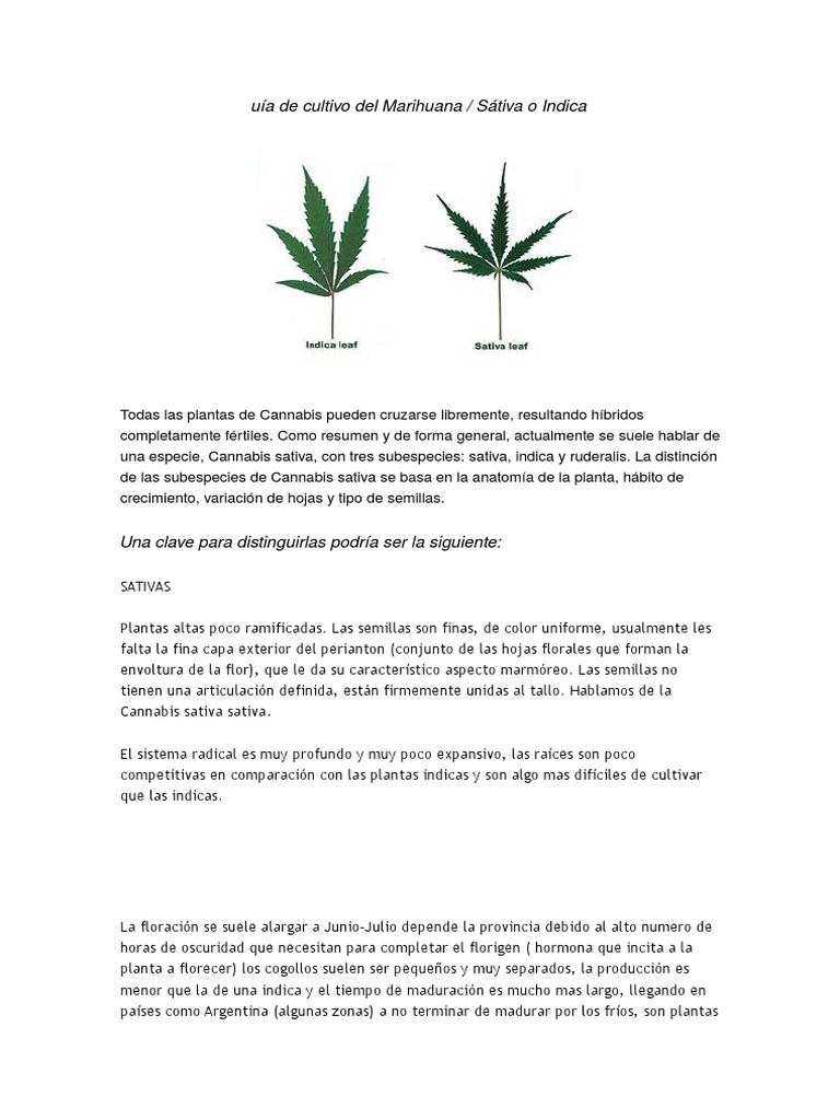 Cultivo Marihuana Indica Sativa | PDF | Fertilizante | Suelo
