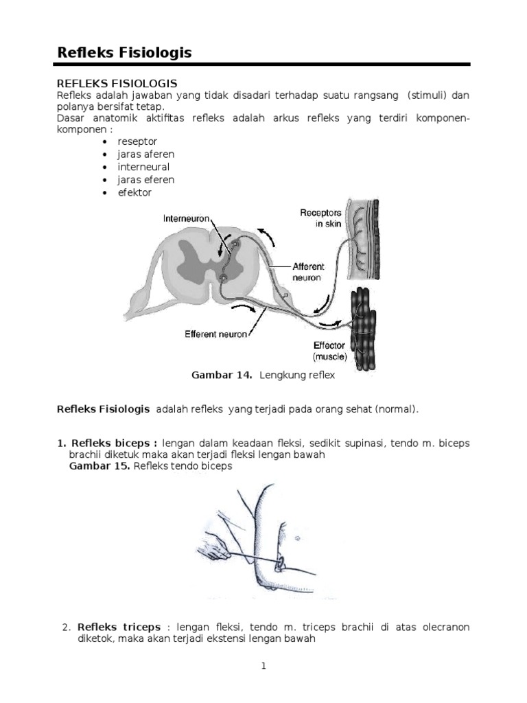 Jenis dan Mekanisme Refleks Fisiologis | PDF | Pengembangan Diri