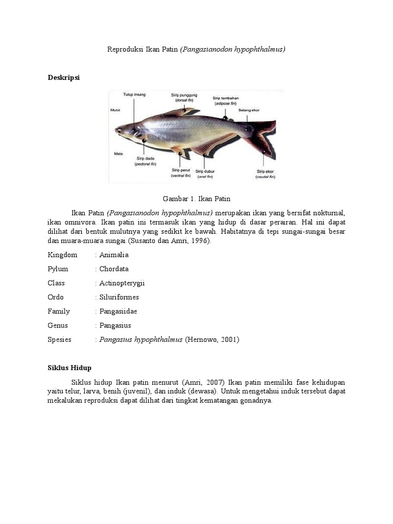 Reproduksi dan Siklus Hidup Ikan Patin | PDF | Kesehatan Holistik
