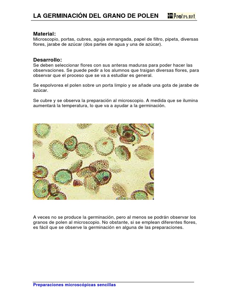 Germinación Del Polen | PDF | Salud y bienestar | Ciencia y matemáticas
